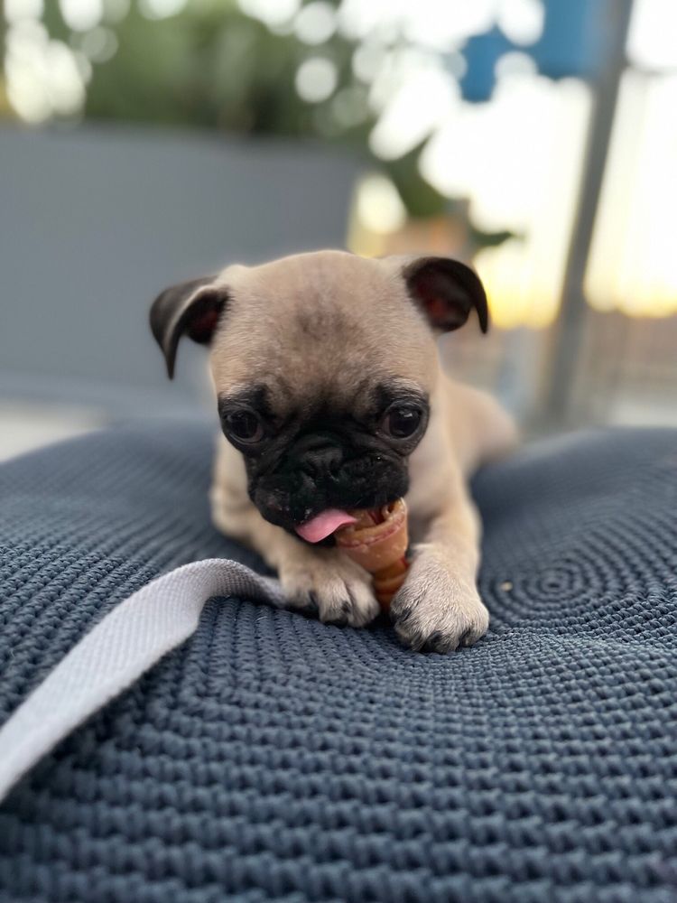 PRETTY PAWS PET SPA - Updated October 2025 - 31 Photos & 20 Reviews ...