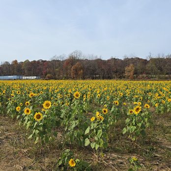 SEPTEMBER FARM CHEESE - Updated December 2025 - 219 Photos & 183 ...