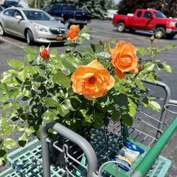 NORTHRIDGE NURSERY - Updated December 2025 - 16 Reviews - 237 Lein Rd ...