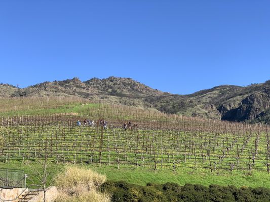 SHAFER VINEYARDS - 170 Photos & 45 Reviews - 6154 Silverado Trl, Napa ...