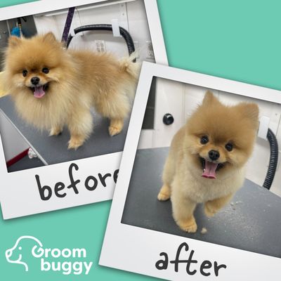 GROOMBUGGY MOBILE DOG GROOMING - Updated April 2026 - 20 Photos & 15 ...