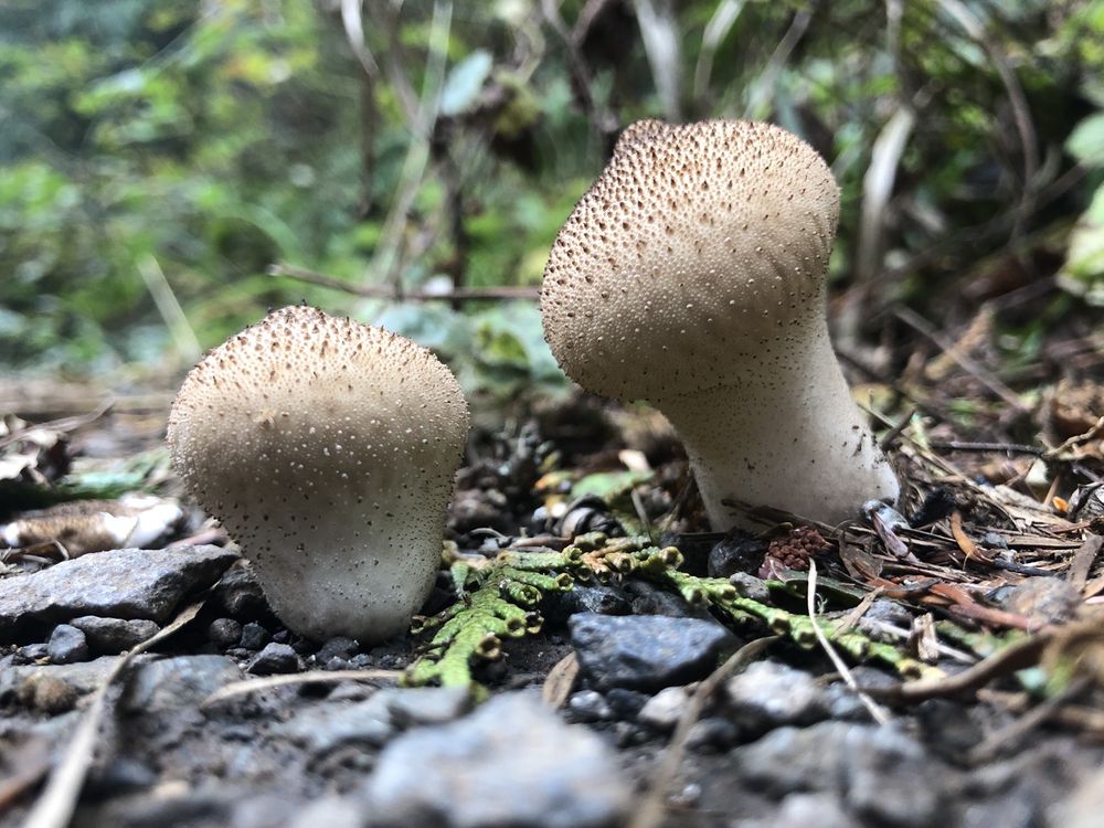 SILVER FALLS STATE PARK - 1345 Photos & 301 Reviews - Parks - 20024 ...