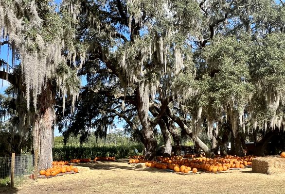 SWEETFIELDS FARM - Updated September 2025 - 359 Photos & 73 Reviews ...