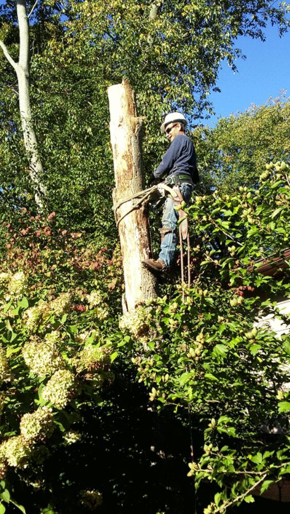 NORTHERN TREE CARE - Updated July 2025 - 10 Photos - Benton Harbor ...