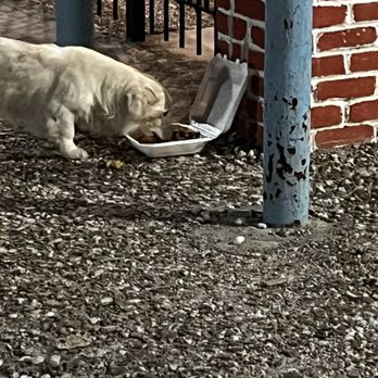 THE SHACK - Updated June 2025 - 77 Photos & 61 Reviews - 3610 Reed Rd ...