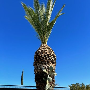 TREE MONKEY TREE TRIMMING - Updated September 2024 - 94 Photos & 57 ...