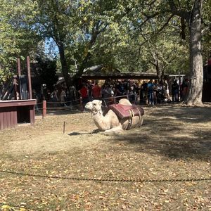 KANSAS CITY RENAISSANCE FESTIVAL - 155 Photos & 81 Reviews - 633 N ...
