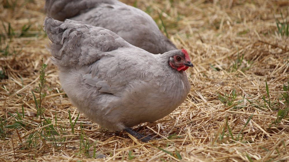 AVALON LAVENDER FARM - Updated July 2025 - 25 Photos - 347036 Mono ...