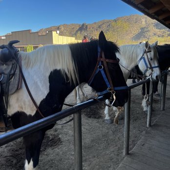 PONDEROSA STABLES - Updated March 2025 - 285 Photos & 218 Reviews ...