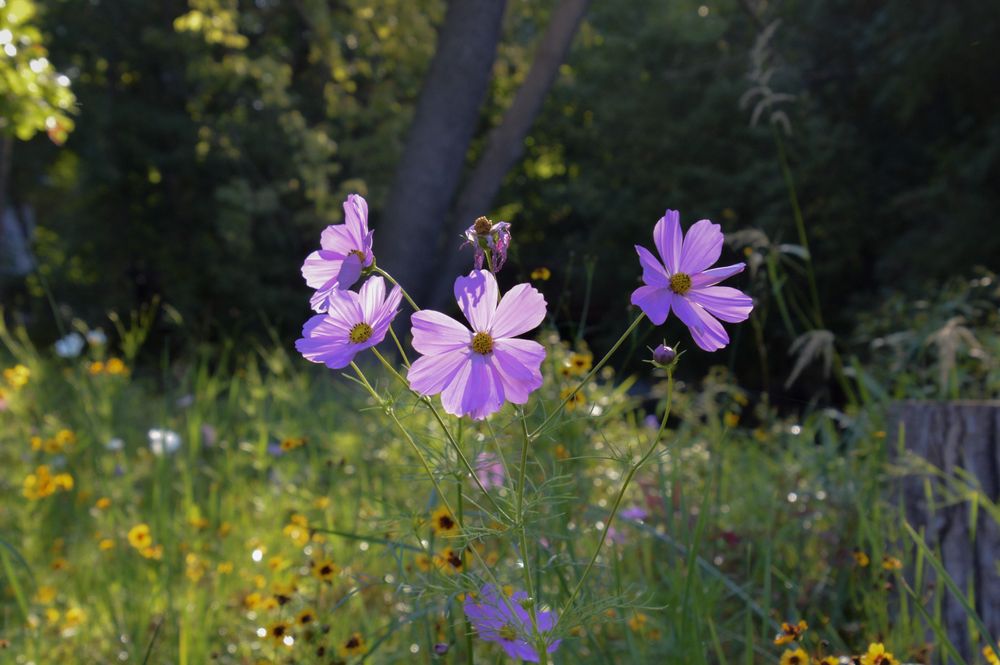 ORGANIC LAWNS BY LUNSETH - Updated December 2025 - 47 Photos & 10 ...