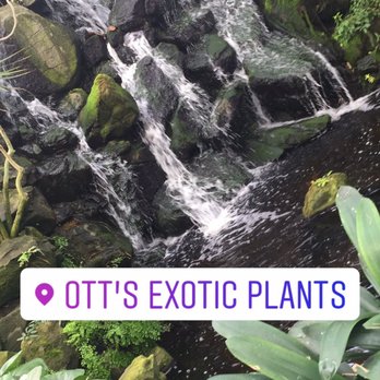 OTT’S EXOTIC PLANTS - Updated October 2025 - 302 Photos & 120 Reviews ...