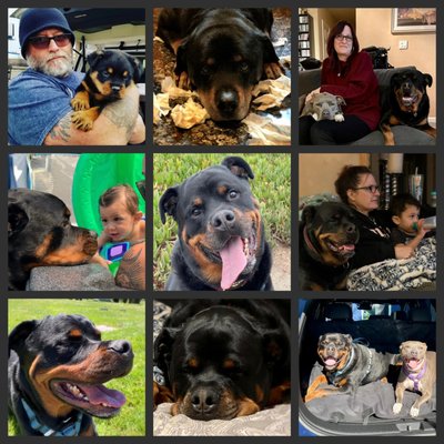 SAGE VETERINARY CENTERS - CAMPBELL - Updated August 2025 - 201 Photos ...