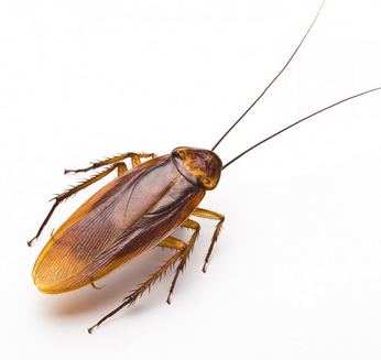 ARROW PEST CONTROL - Updated August 2025 - 325 Winslow St, Fayetteville ...