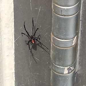 ISSAQUAH PEST CONTROL - Updated December 2024 - 26 Photos & 303 Reviews ...