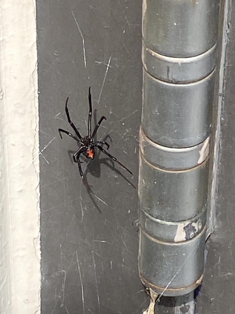 OMNI PEST CONTROL - Updated April 2025 - 36 Photos & 132 Reviews ...