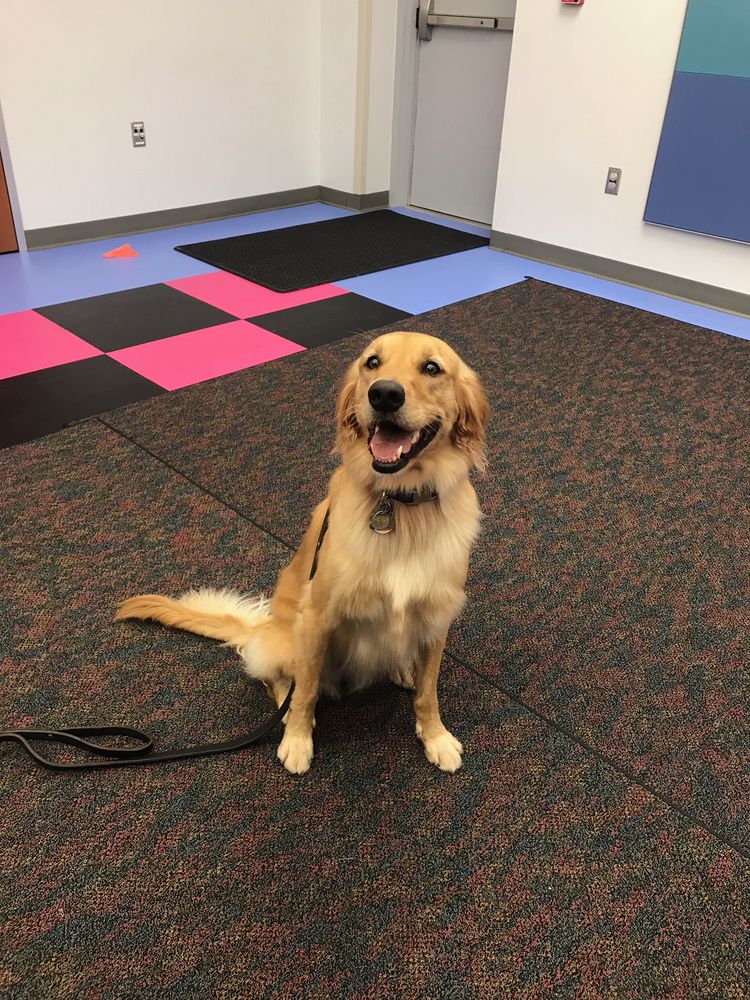 SERENITY K9 SERVICE - Updated December 2024 - Walker, Louisiana - Pet Training - Phone Number - Yelp