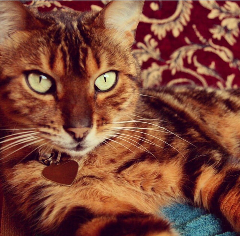 PETLINK DANMARK - Nyborggade 3, Århus, Denmark - Pet Stores - Phone ...