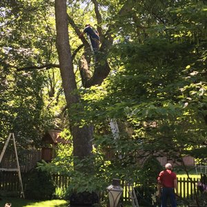 ELITE TREE SERVICE - Updated May 2024 - 35 Reviews - 5915 Rosehill Rd ...