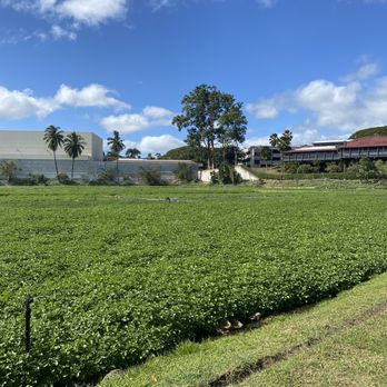 SUMIDA FARM - Updated January 2026 - 38 Photos - 98-160 Kamehameha Hwy ...