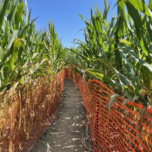 THIES FARM & GREENHOUSES - Updated September 2025 - 34 Photos & 21 ...