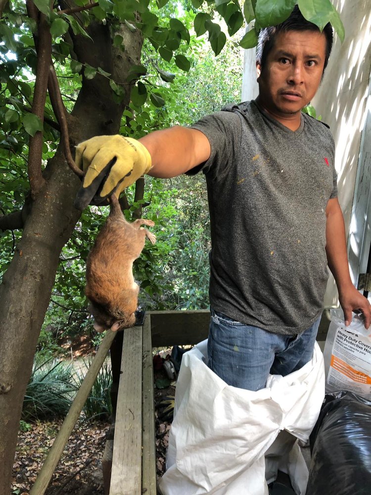 ECO ENERGY INSULATION & RODENT PROOF - Updated April 2025 - 54 Photos ...