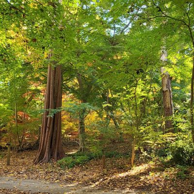 BAILEY ARBORETUM - Updated October 2025 - 147 Photos & 21 Reviews - 194 ...