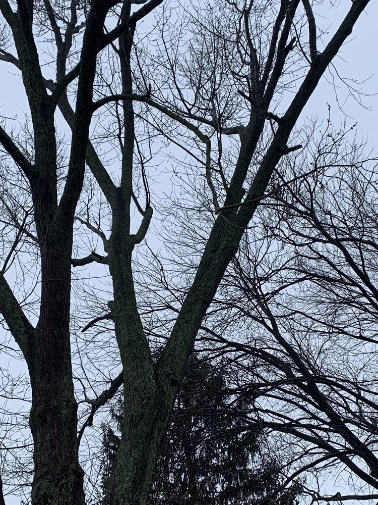 CALIXTO LANDSCAPING - Updated August 2025 - 103 Spartan Ave, Staten ...