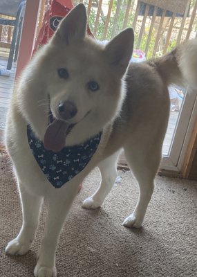 DOGFATHER GROOMING - Updated July 2025 - 12 Photos & 25 Reviews - 360 E ...