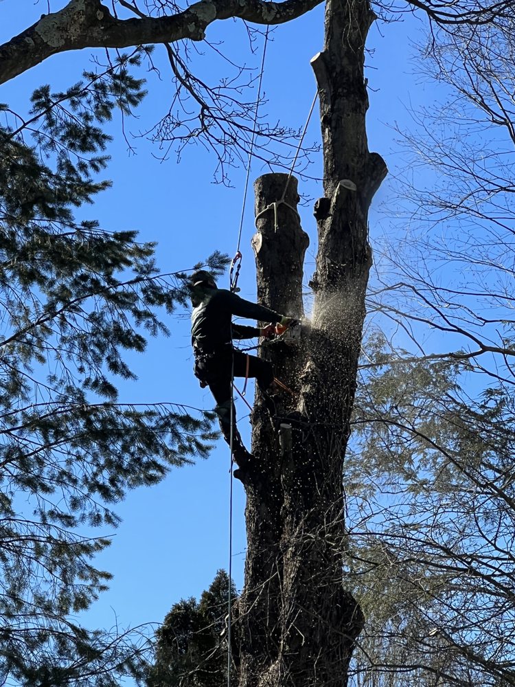 GENESIS TREE SERVICE & LANDSCAPING - Updated December 2025 - 10 Photos - White Plains, New York ...