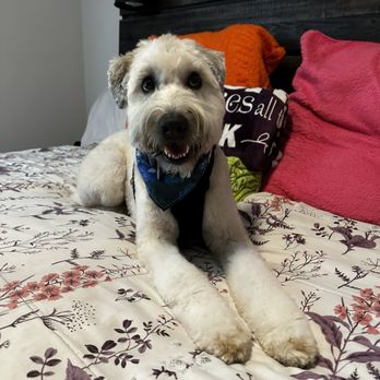 PAWZAZZ PET GROOMING - Updated January 2026 - 23 Photos & 25 Verified Reviews - 893 State Rd 436 ...