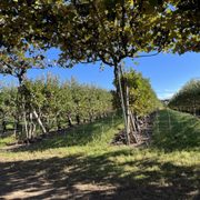 LOOKOUT FARM BREWING & CIDER - 204 Photos & 178 Reviews - 89 Pleasant ...