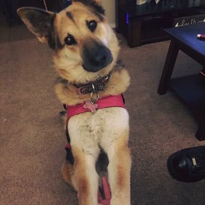 HIGH DESERT ANIMAL CARE HOSPITAL - Updated May 2025 - 47 Photos & 199 ...