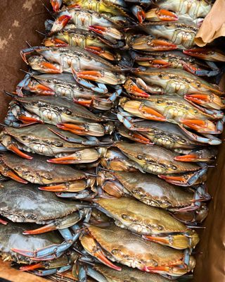 BLUE POINT CRAB COMPANY - Updated September 2025 - 10 Photos - 17847 ...