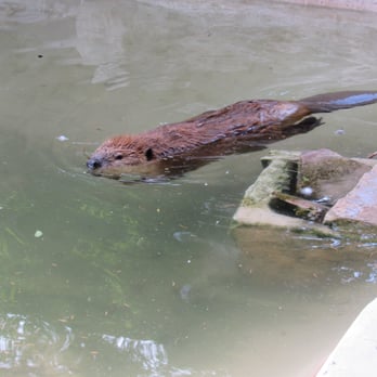 SPRING RIVER PARK AND ZOO - Updated April 2025 - 72 Photos & 28 Reviews ...