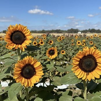 ROCKBERRY RANCH - Updated September 2025 - 159 Photos & 22 Reviews ...