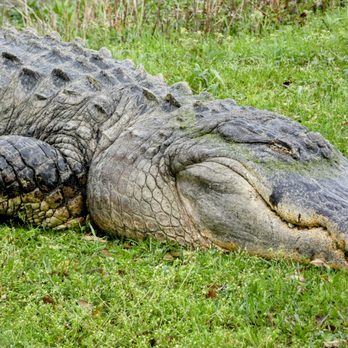 ALLIGATOR ALLEY - 481 Photos & 157 Reviews - 19950 County Road 71 ...