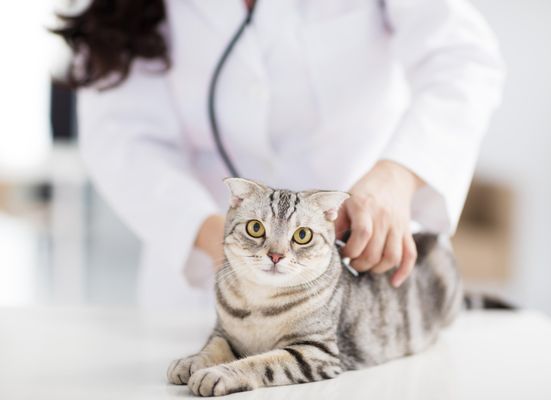 BANFIELD PET HOSPITAL - Updated April 2026 - 41 Photos - 4600 Chippewa ...