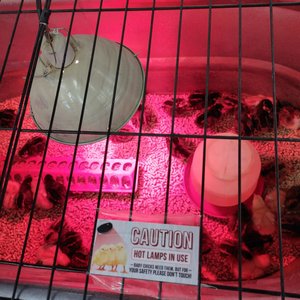 WILCO FARM STORE - BATTLE GROUND - Updated April 2025 - 25 Photos & 33 ...