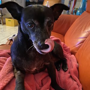 STEVENS ANIMAL HOSPITAL - Updated December 2025 - 35 Photos & 64 ...