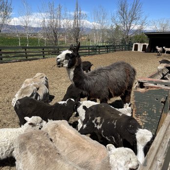 SUNFLOWER FARM - Updated April 2024 - 62 Photos & 36 Reviews - 11150 ...