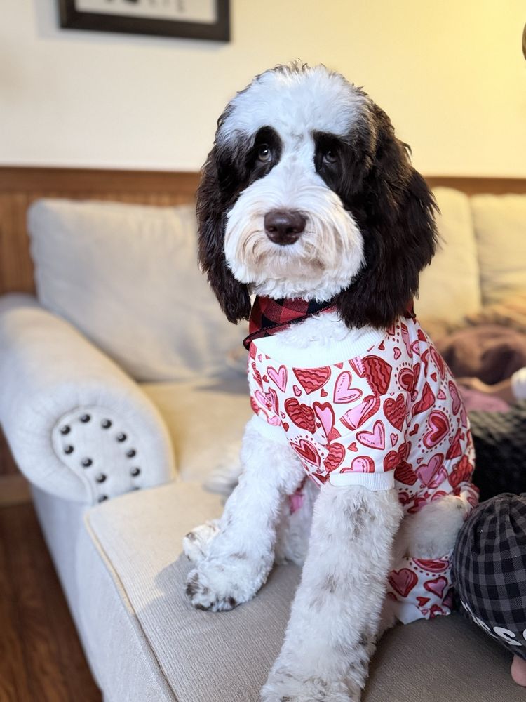 BARK & BOUGIE - Updated February 2026 - 57 Photos - 1069 Hempstead ...