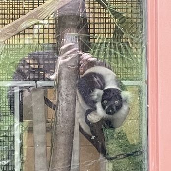 DUKE UNIVERSITY LEMUR CENTER - Updated August 2025 - 384 Photos & 82 ...