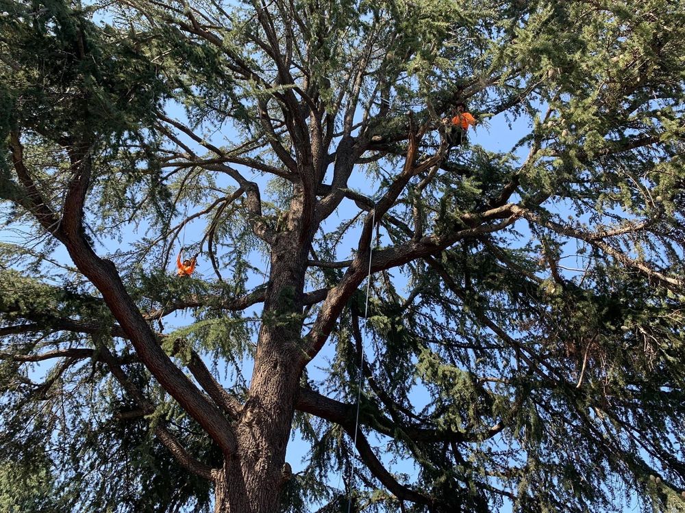 NORCAL ARBORISTS - Updated October 2025 - 36 Photos & 18 Reviews - Lodi ...