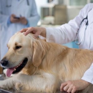 ARMISTEAD AVENUE VETERINARY HOSPITAL - Updated June 2025 - 30 Reviews ...