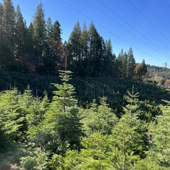 INDIAN ROCK TREE FARM - Updated December 2025 - 25 Photos & 38 Reviews ...