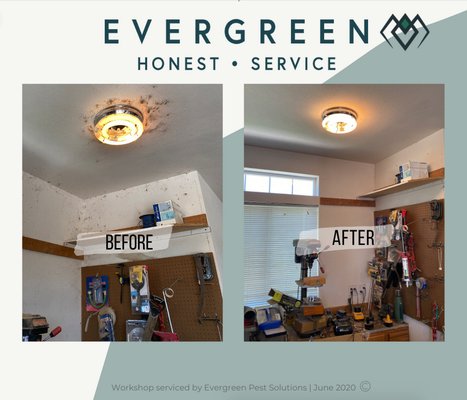 EVERGREEN PEST SOLUTIONS - Updated May 2026 - 27 Photos & 56 Reviews ...