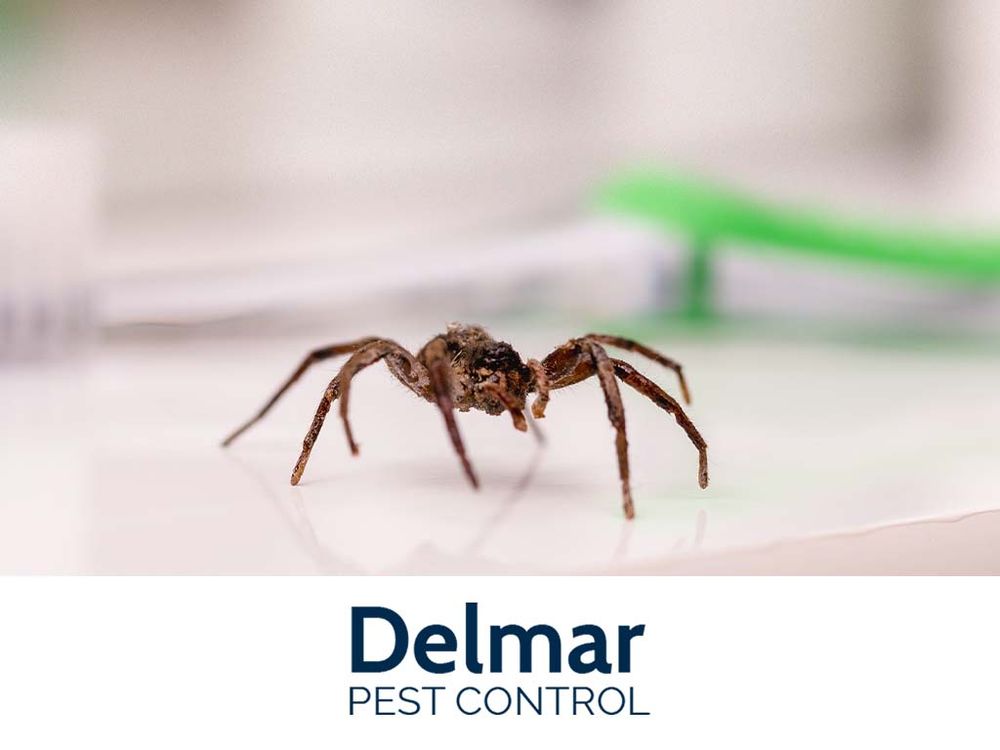 DELMAR PEST CONTROL - Updated August 2024 - 10 Photos & 17 Reviews ...