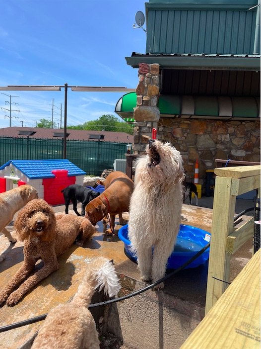 K9 ELITE DOG TRAINING - Updated August 2024 - 5315 Heatherdowns Blvd ...