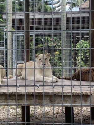 ZOOLOGICAL WILDLIFE FOUNDATION - 848 Photos & 241 Reviews - 16225 SW ...