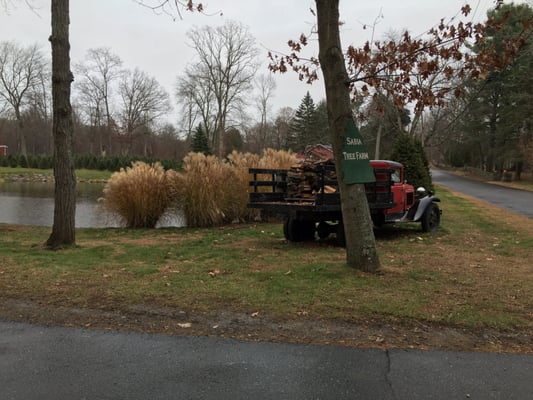 SABIA TREE FARM - Updated December 2025 - 772 Morehouse Rd, Easton ...